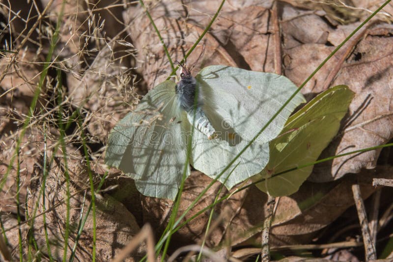 Common Brimstone Gonepteryx Rhamni Stock Image - Image of peadock ...