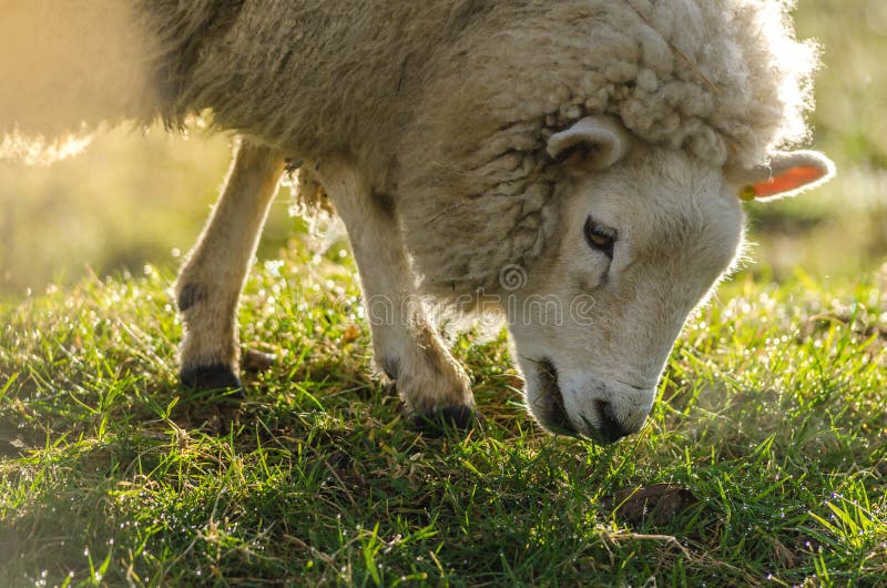 A Common British Sheep in Early Morning Light in March 2015 Stock Image ...