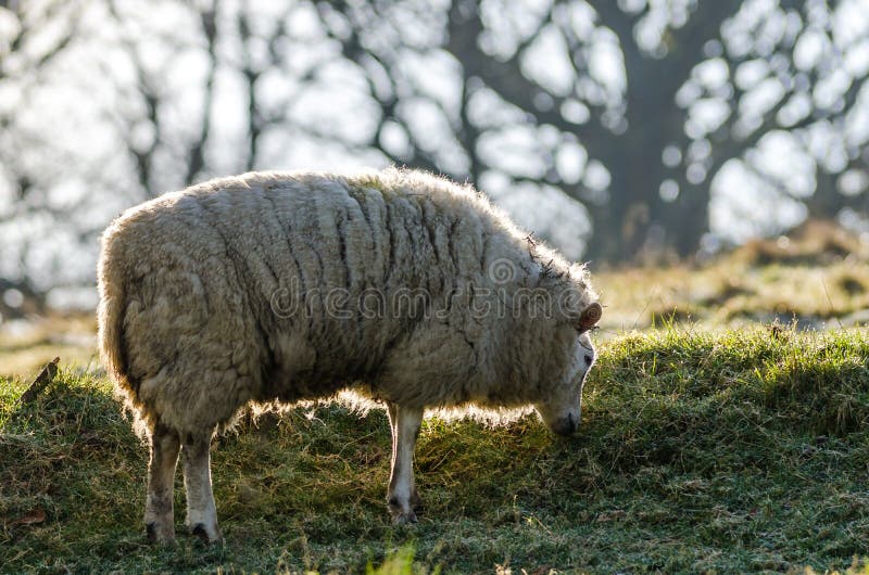 A Common British Sheep in Early Morning Light in March 2015 Stock Image ...