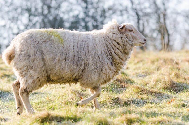 A Common British Sheep in Early Morning Light in March 2015 Stock Photo ...