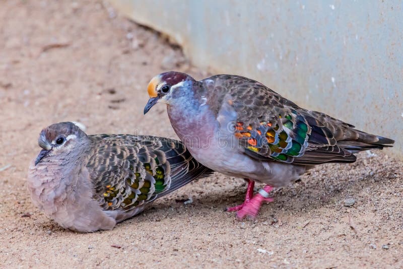 Common Bronzewing in Australia Stock Photo - Image of chalcoptera ...