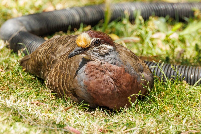 Common Bronzewing in Western Australia Stock Photo - Image of birds ...