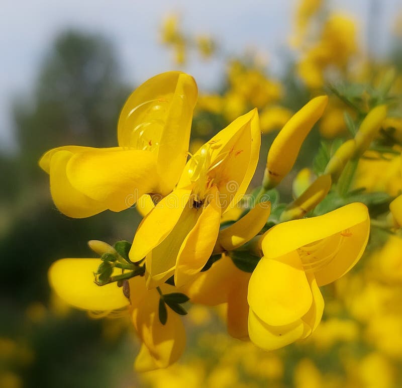 Common Broom (Cytisus Scoparius) Stock Image - Image of species, golden ...