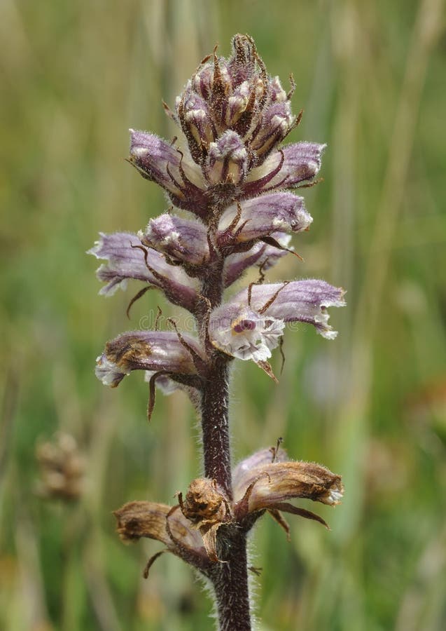 Common Broomrape (Orobanche Minor Var. Maritima) in Flower Stock Image ...