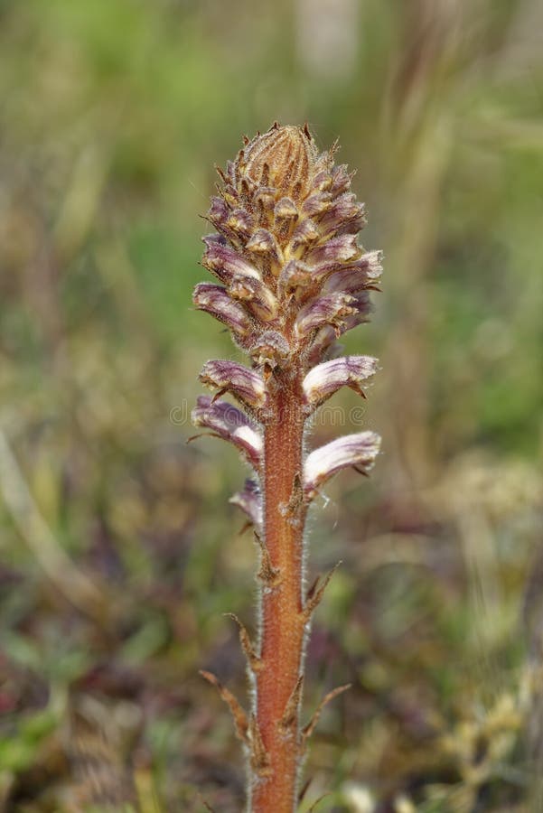 Common Broomrape stock photo. Image of minor, nparasitic - 132025944