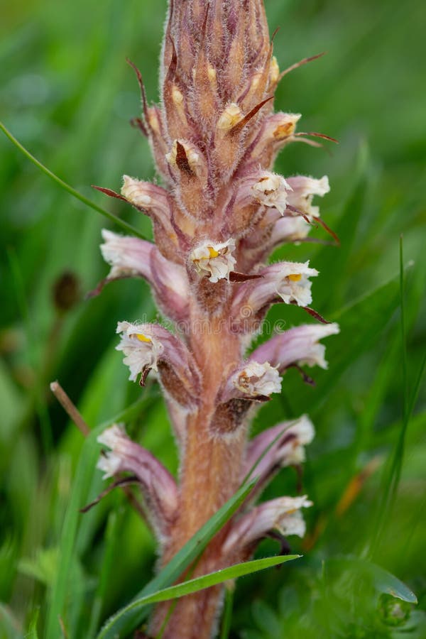 Common Broomrape (orobanche Minor Stock Photo - Image of wild, head ...