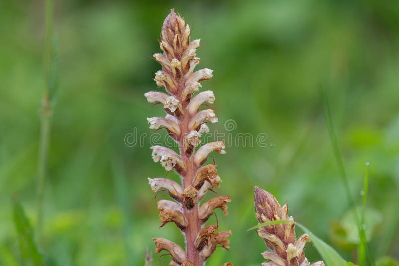 Common Broomrape (orobanche Minor Stock Image - Image of head ...