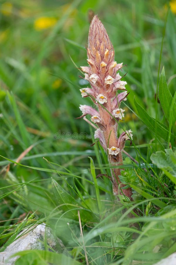 Common Broomrape (orobanche Minor Stock Photo - Image of close, small ...