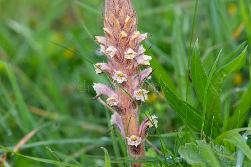 Common Broomrape (orobanche Minor Stock Image - Image of flowering ...