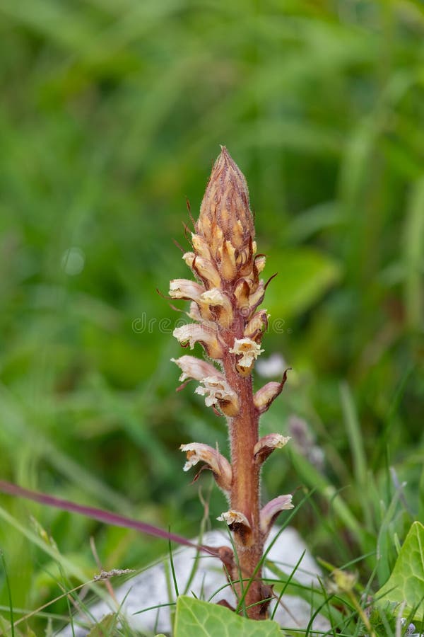 Common Broomrape (orobanche Minor Stock Image - Image of uncultivated ...