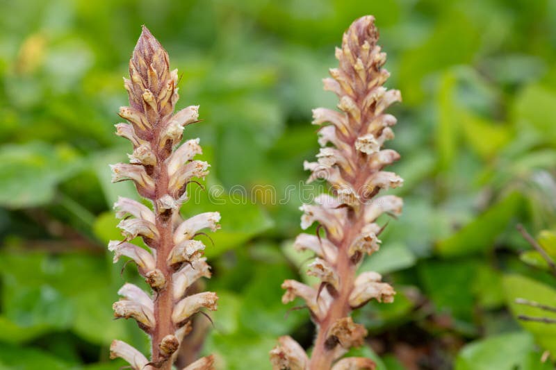 Common Broomrape (orobanche Minor Stock Photo - Image of uncultivated ...