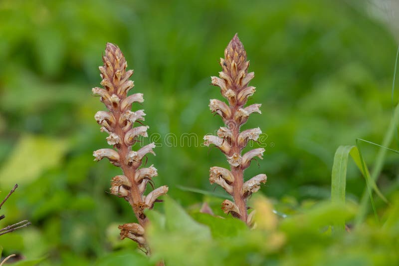 Common Broomrape (orobanche Minor Stock Image - Image of freshness ...