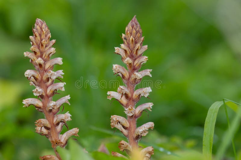Common Broomrape (orobanche Minor Stock Photo - Image of grassland ...