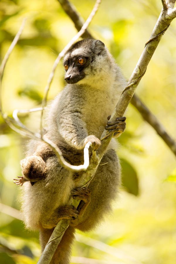 Common Brown Lemur, Eulemur Fulvus, Madagascar Stock Photo - Image of ...