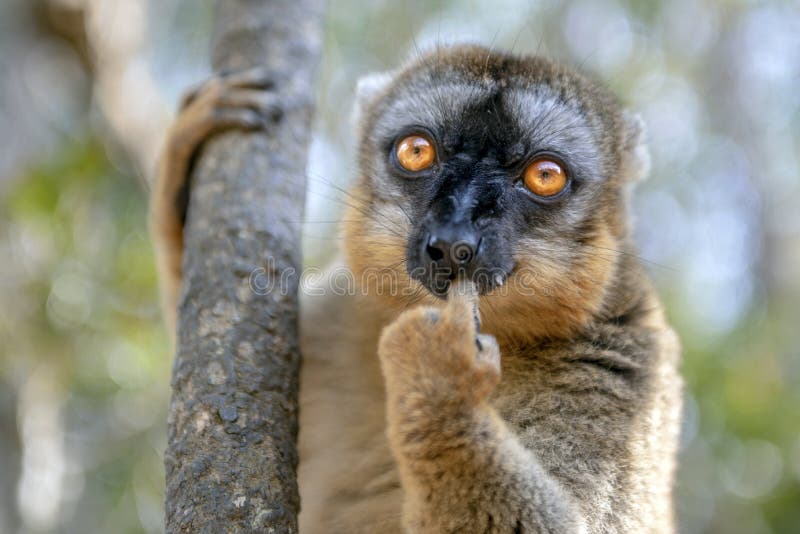 Common Brown Lemur - Red Lemur Eulemur Rufus, Mic. Stock Image - Image ...