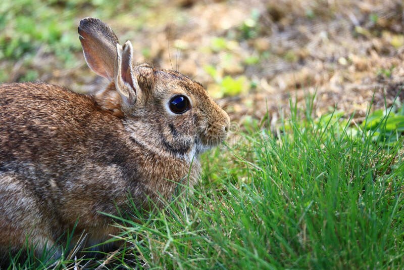 Common Brown Rabbit Sitting on Grass. Stock Image - Image of white ...