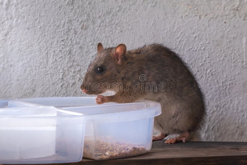Common Brown Rat eating stock photo. Image of rodentia - 297998664