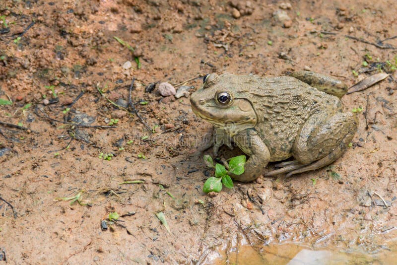 Common Brown Thai Frog in Farm Stock Image - Image of amphibian, skin ...