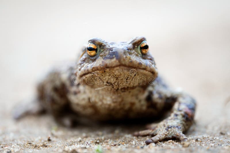 Common Toad on the Dirt Road in Spring Stock Image - Image of zoology ...