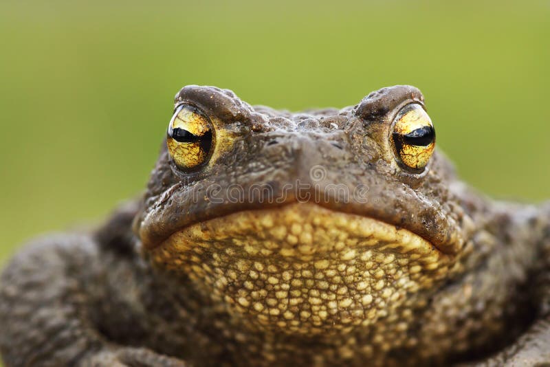 Toad head stock photo. Image of amphibian, frog, buffalo - 2348012