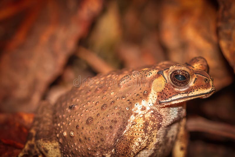 A Brown Toad, A Frog With Blue Eyes On The First Snow, Looks Into The ...