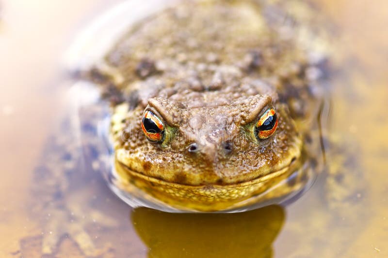 Brown Toad With Green Head In Water Pond Stock Image - Image of facing ...