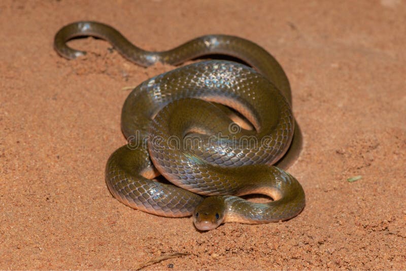 Common Brown Water Snake (Lycodonomorphus Rufulus) in the Wild Stock ...