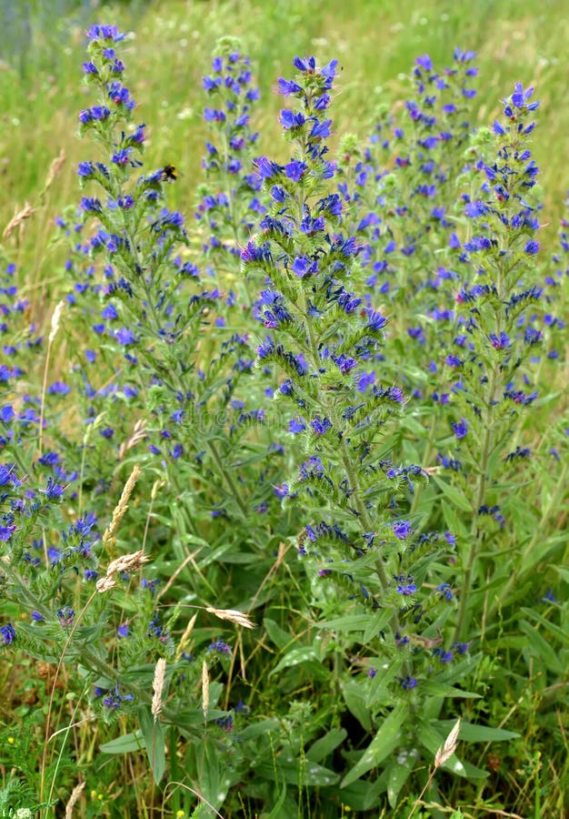 Common Bruise Echium Vulgare L. Stock Image - Image of wild, weed ...