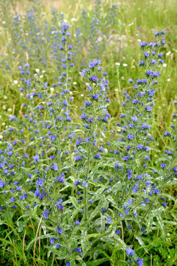 Common Bruise Echium Vulgare L. Stock Photo - Image of common, blue ...