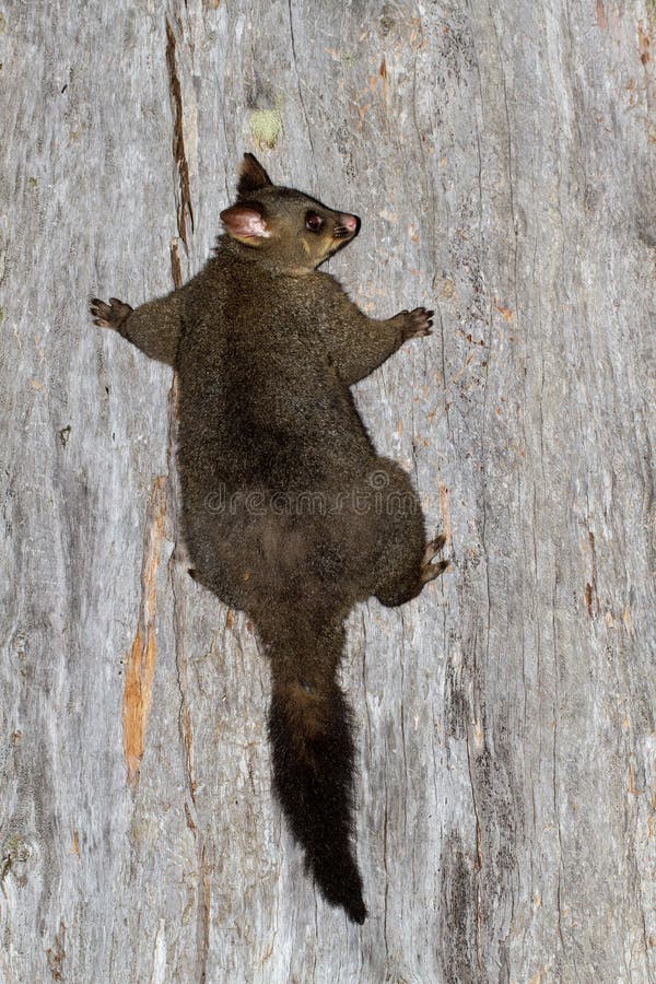 Common Brush-tailed Possum stock image. Image of brush - 273397255