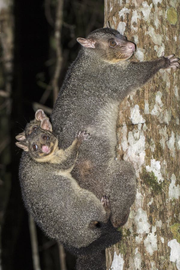 Brush-tailed Possum stock image. Image of ground, australian - 190274837
