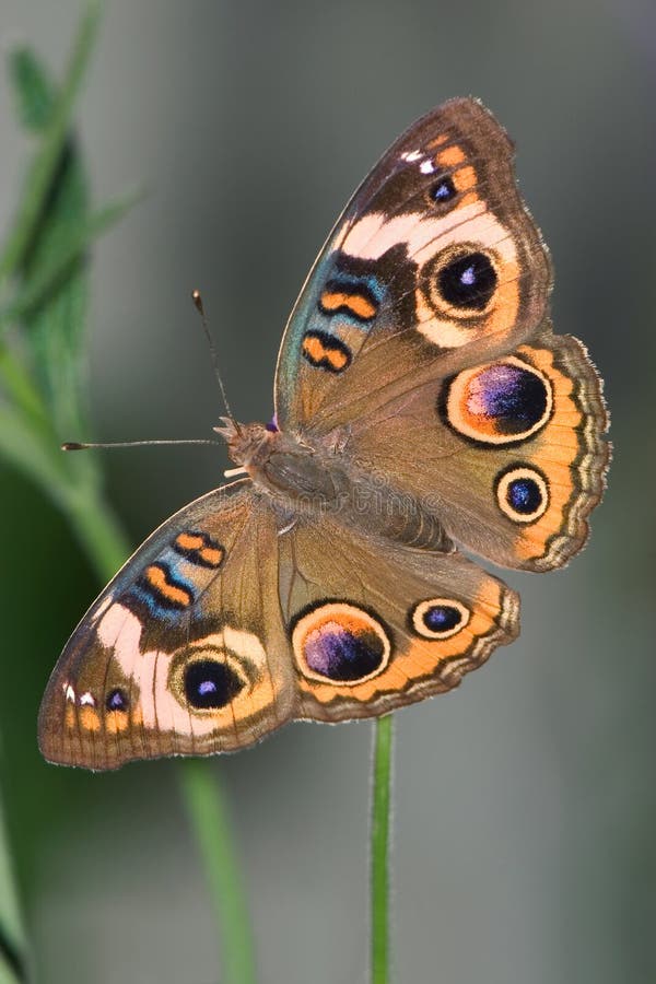 A Common Buckeye Butterfly on a Sunflower Stock Photo - Image of ...