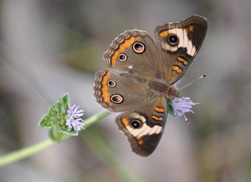 Common Buckeye Butterfly stock image. Image of insect - 10978167