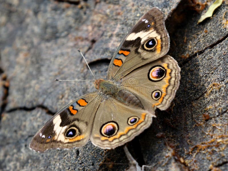 Common Buckeye Butterfly stock image. Image of junonia - 84985417