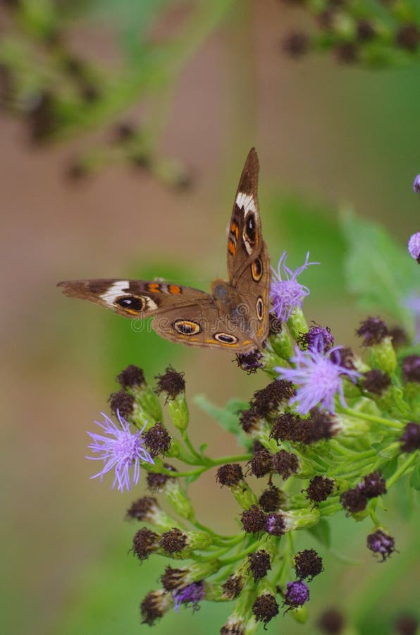 Common buckeye butterfly stock photo. Image of common - 261225214