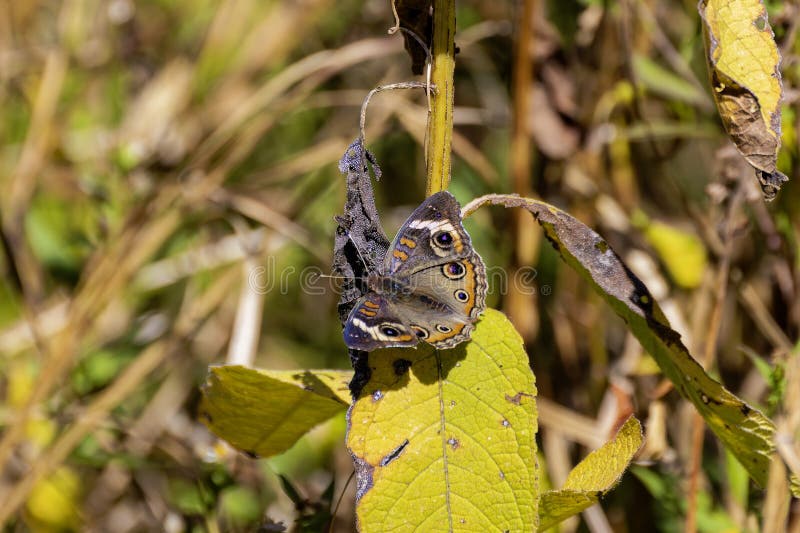 The Common Buckeye (Junonia Coenia) Stock Photo - Image of insect ...