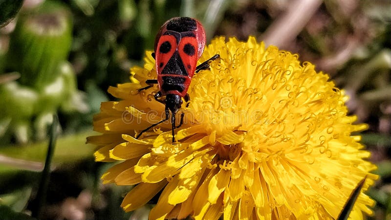 Common bug drinking nectar stock image. Image of common - 178966477