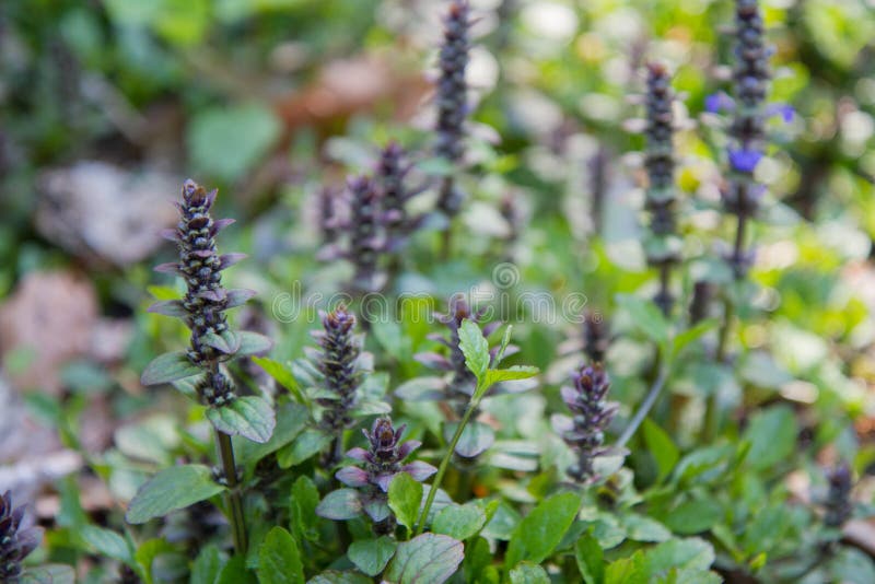 The Common Bugle Ajuga Reptans Stock Image - Image of mauve, herb ...