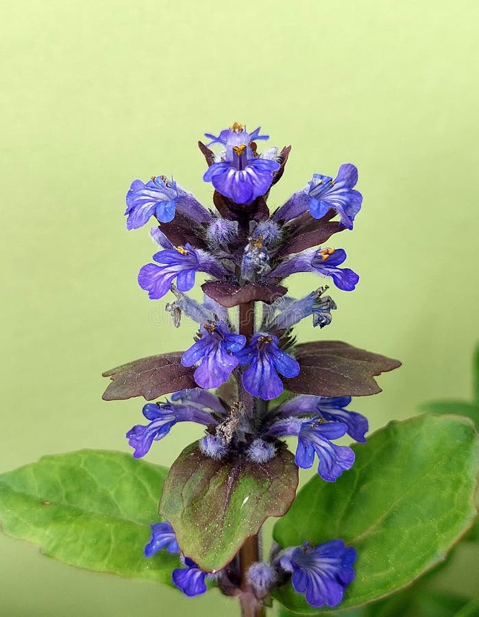 Common Bugle (Ajuga Reptans) Stock Photo - Image of flora, blue: 279991370