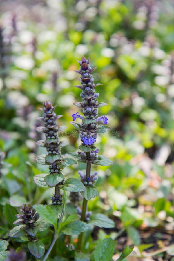 The Common Bugle Ajuga Reptans Stock Image - Image of alternative ...