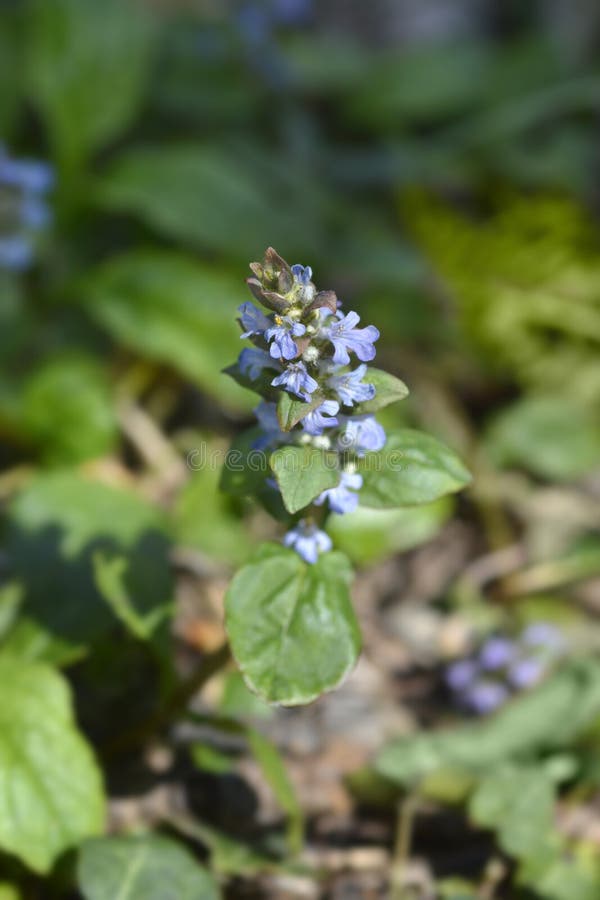 Common bugle stock image. Image of ajuga, reptans, flower - 238802793