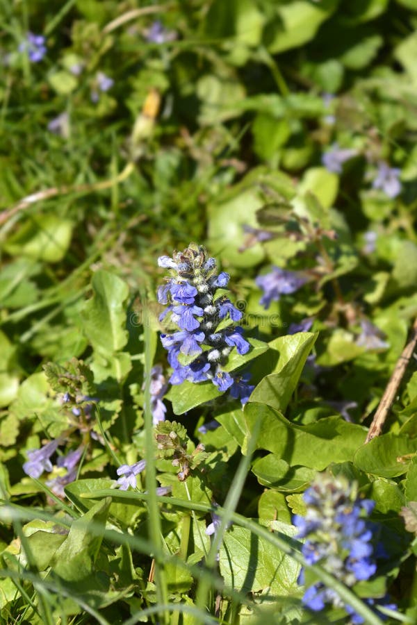 Common bugle stock image. Image of garden, spring, bugle - 310907805
