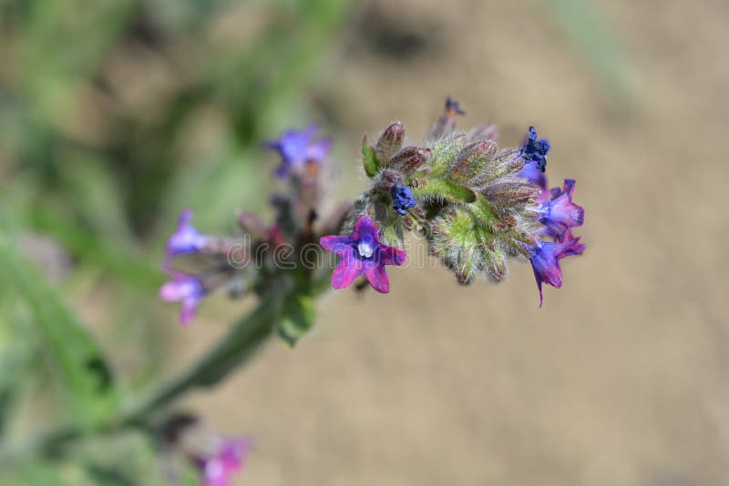 Common bugloss stock image. Image of green, true, anchusa - 163955509