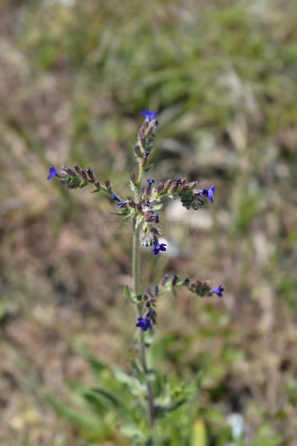 Common bugloss stock image. Image of green, true, anchusa - 163955509