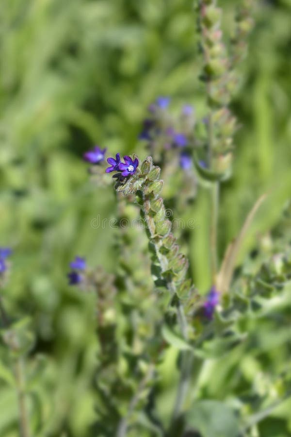 Common bugloss stock image. Image of flower, plant, spring - 320143349