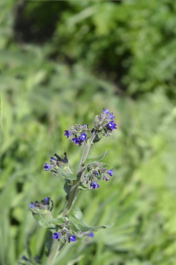 Common bugloss stock photo. Image of nature, spring - 339134448