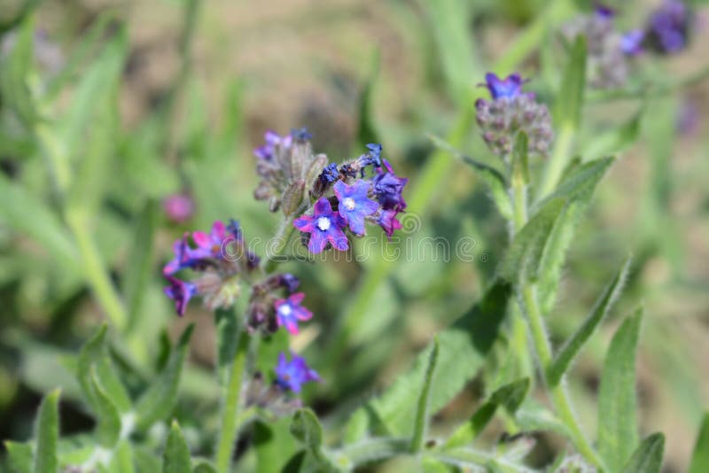 Common bugloss stock photo. Image of pink, purple, plant - 148327420