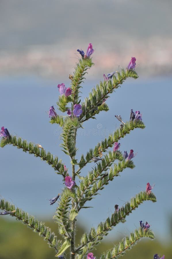 Common bugloss stock photo. Image of wild, bugloss, road - 253739554
