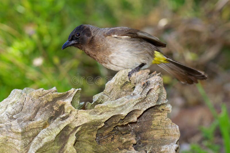 Common Bulbul Pycnonotus Barbatus Collecting Yellow Date Fruit from ...