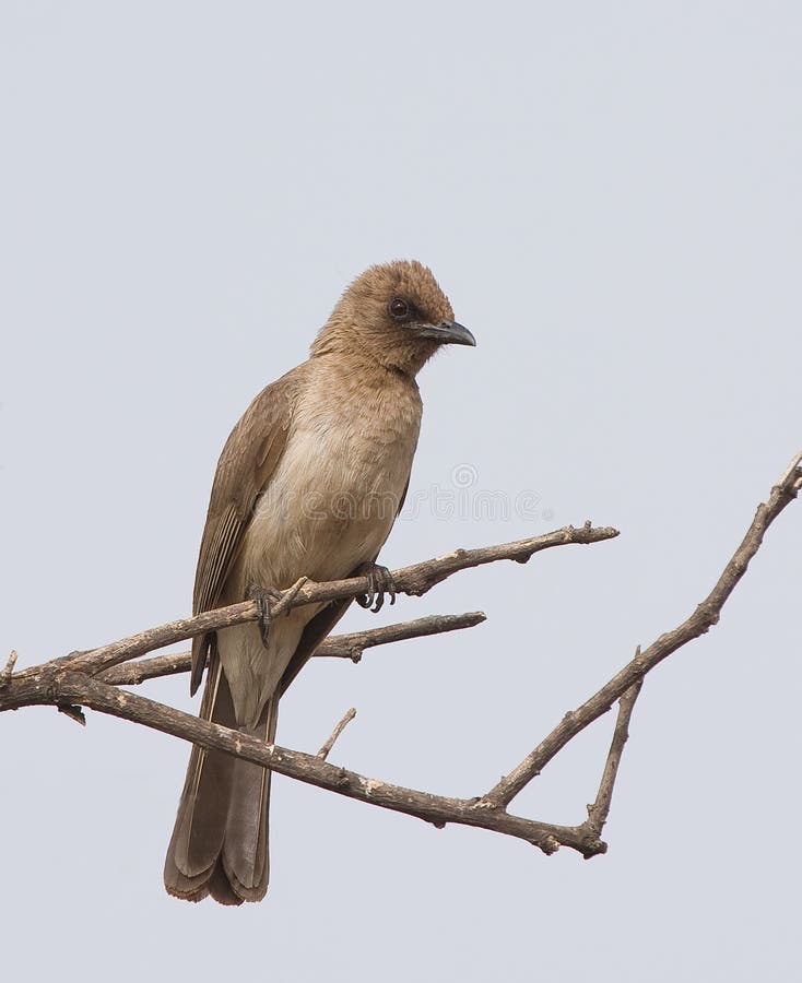 Common Bulbul Pycnonotus Barbatus Collecting Yellow Date Fruit from ...